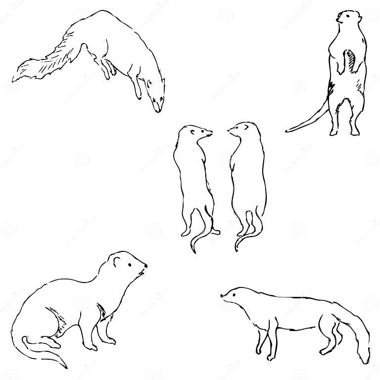 Mongoose. Sketch by Hand. Pencil Drawing by Hand. Vector Image Stock ...