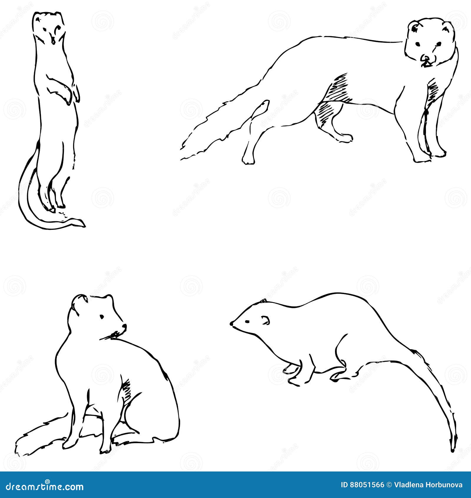 Mongoose. Sketch by Hand. Pencil Drawing by Hand. Vector Image Stock ...