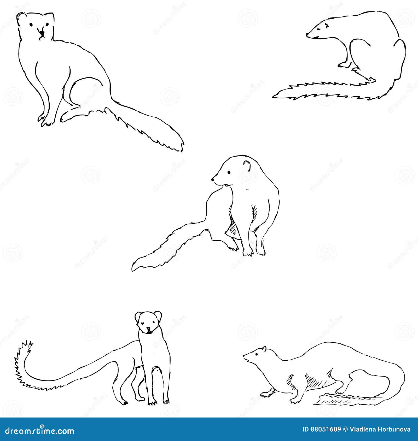 Mongoose Animal Drawing