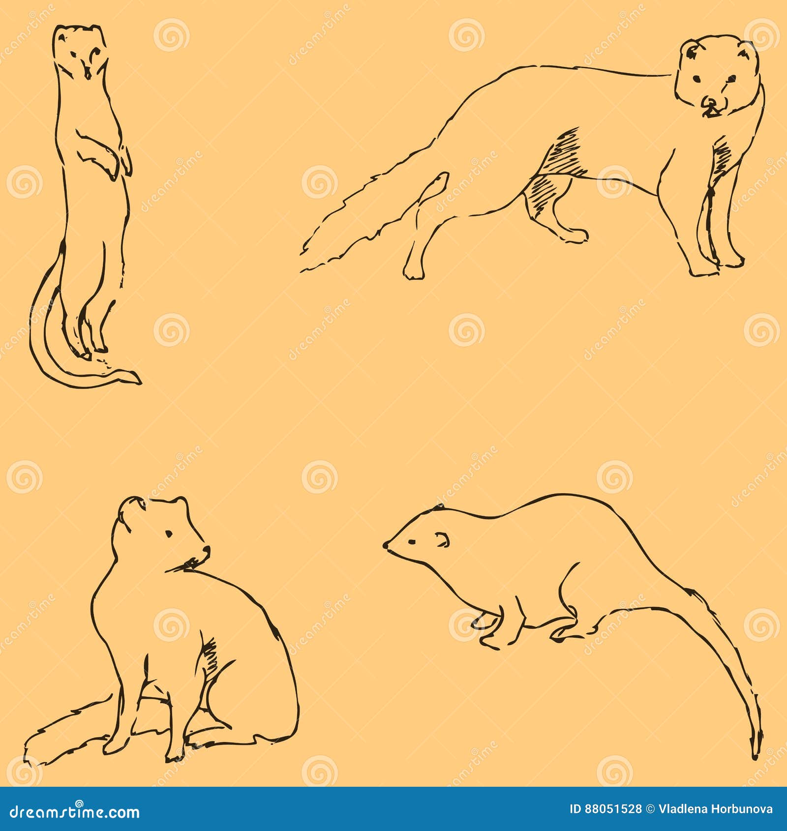 Mongoose. Sketch by Hand. Pencil Drawing by Hand. Vector Image. the ...