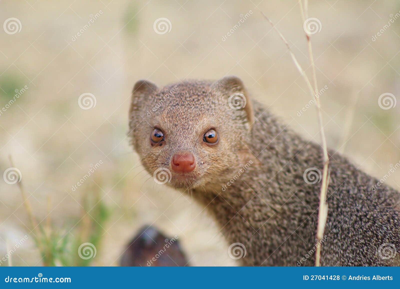 Mongoose, Slender - so Pretty Stock Photo - Image of ferocious ...