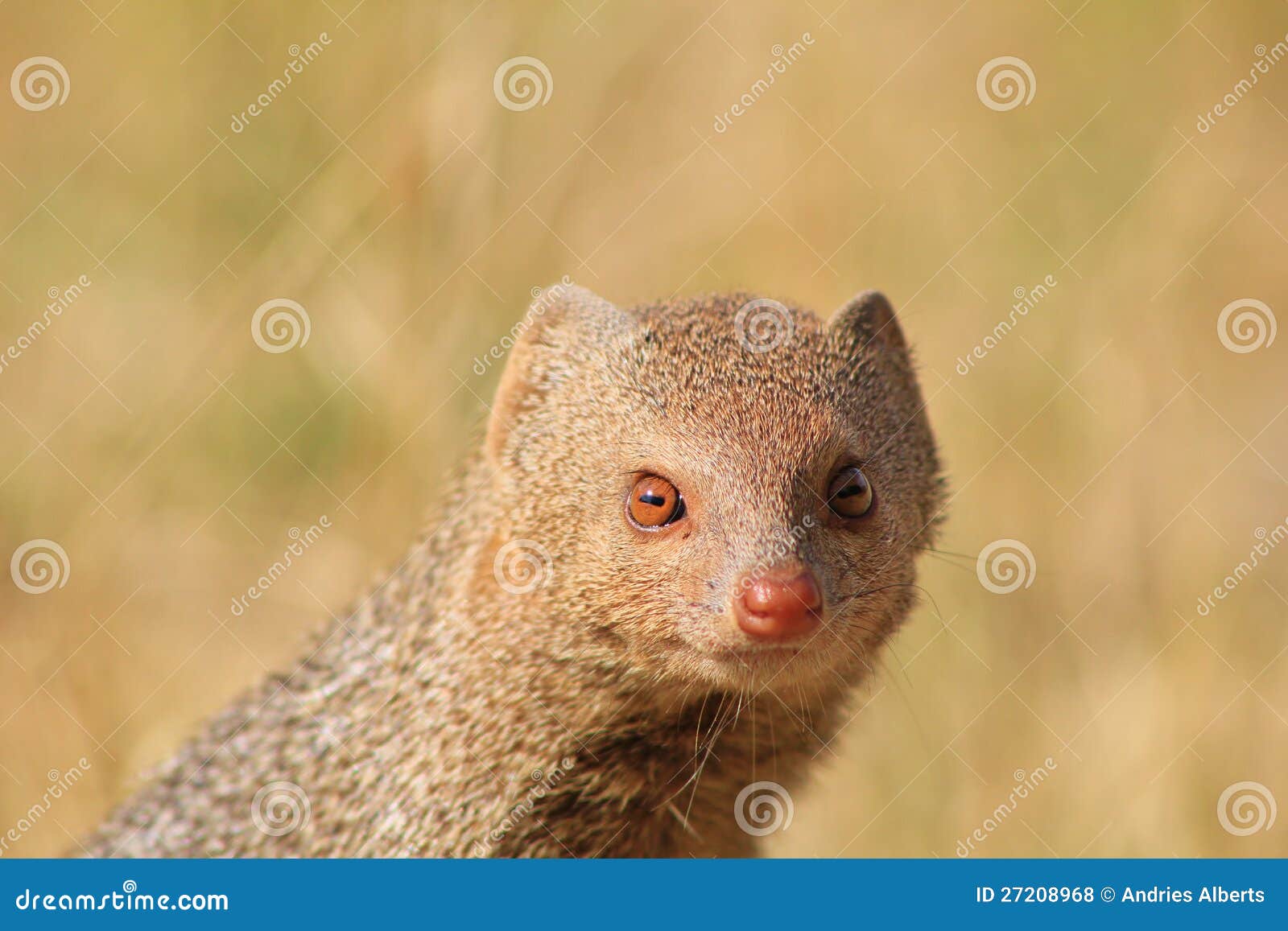 Mongoose, Slender - Snake Eye Portrait Stock Photo - Image of color ...