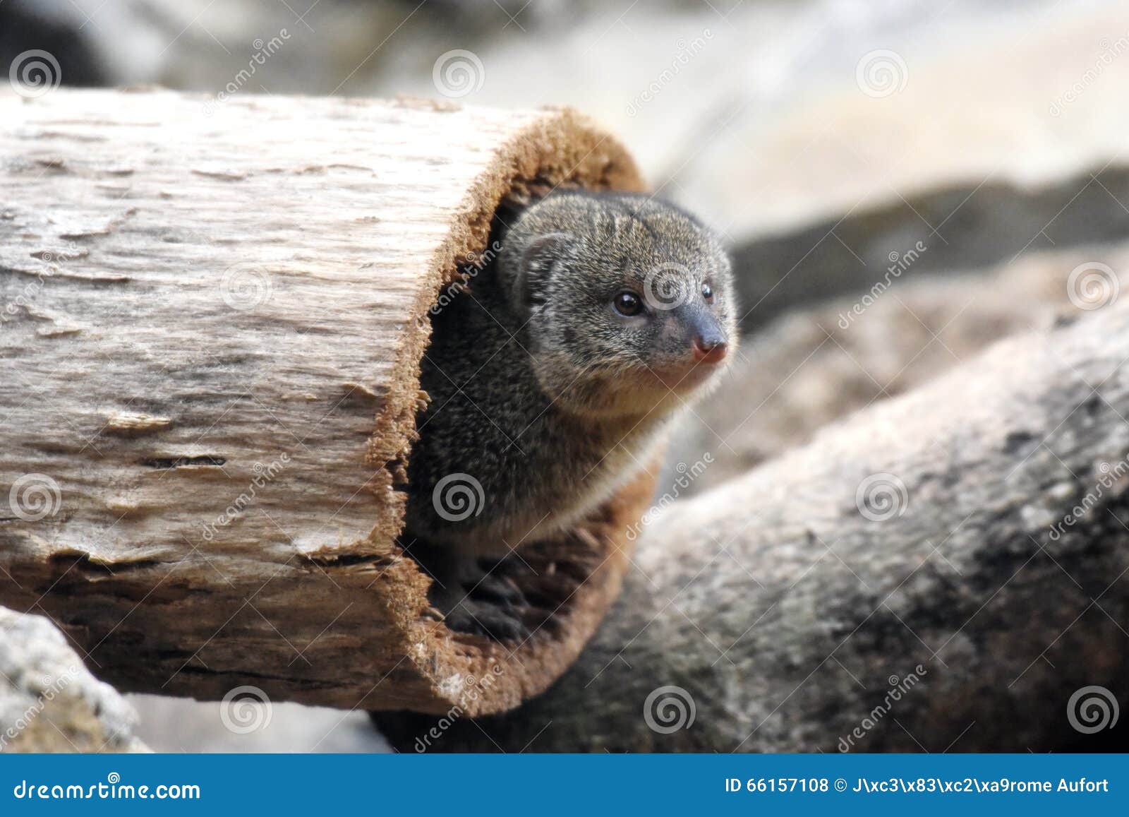 Mongoose stock photo. Image of mongoose, wildlife, mauritius - 66157108