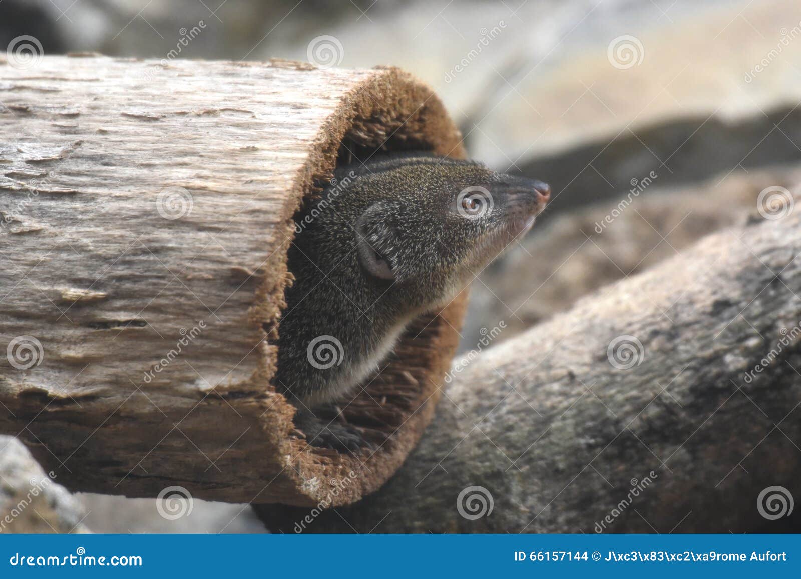 Mongoose stock photo. Image of mauritius, wild, wildlife - 66157144