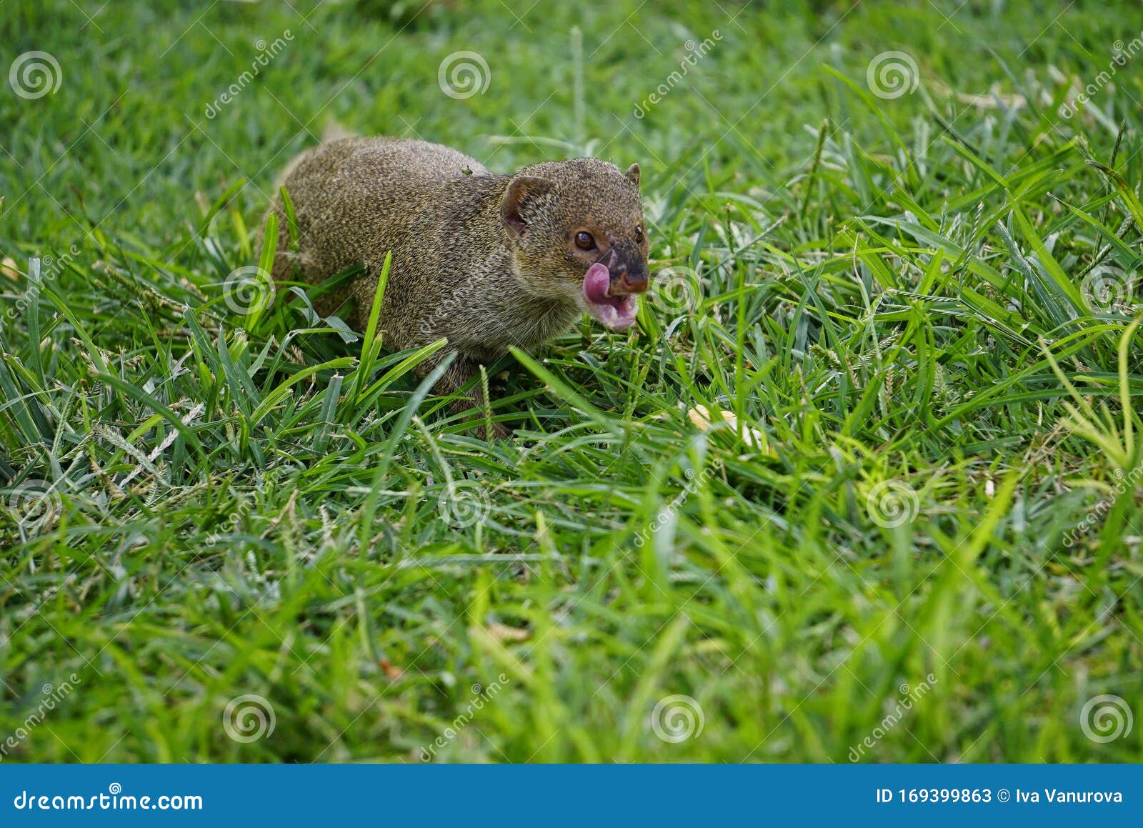 Mongoose stock image. Image of animal, brown, young - 169399863