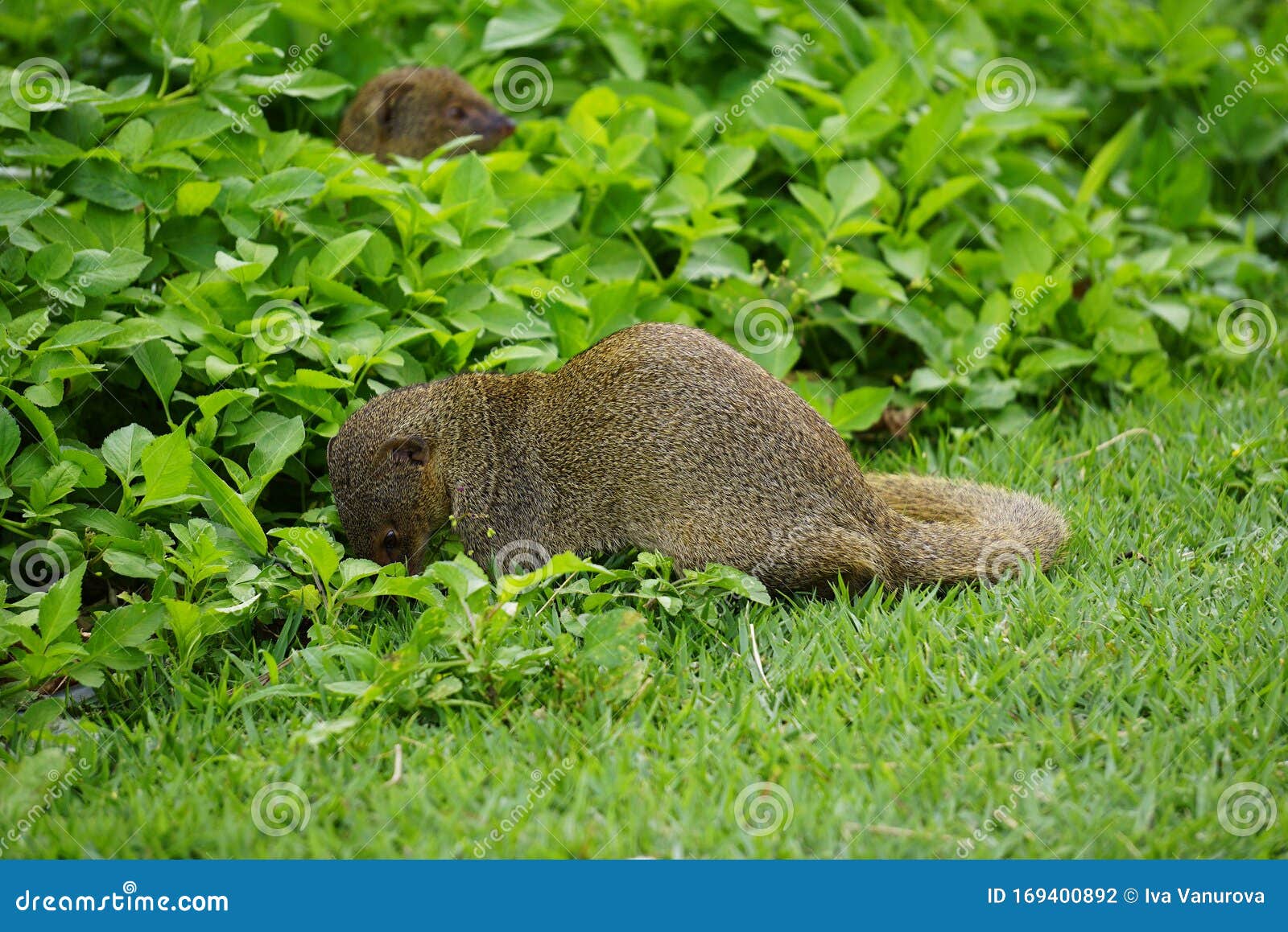 Mongoose stock photo. Image of green, predator, rodent - 169400892