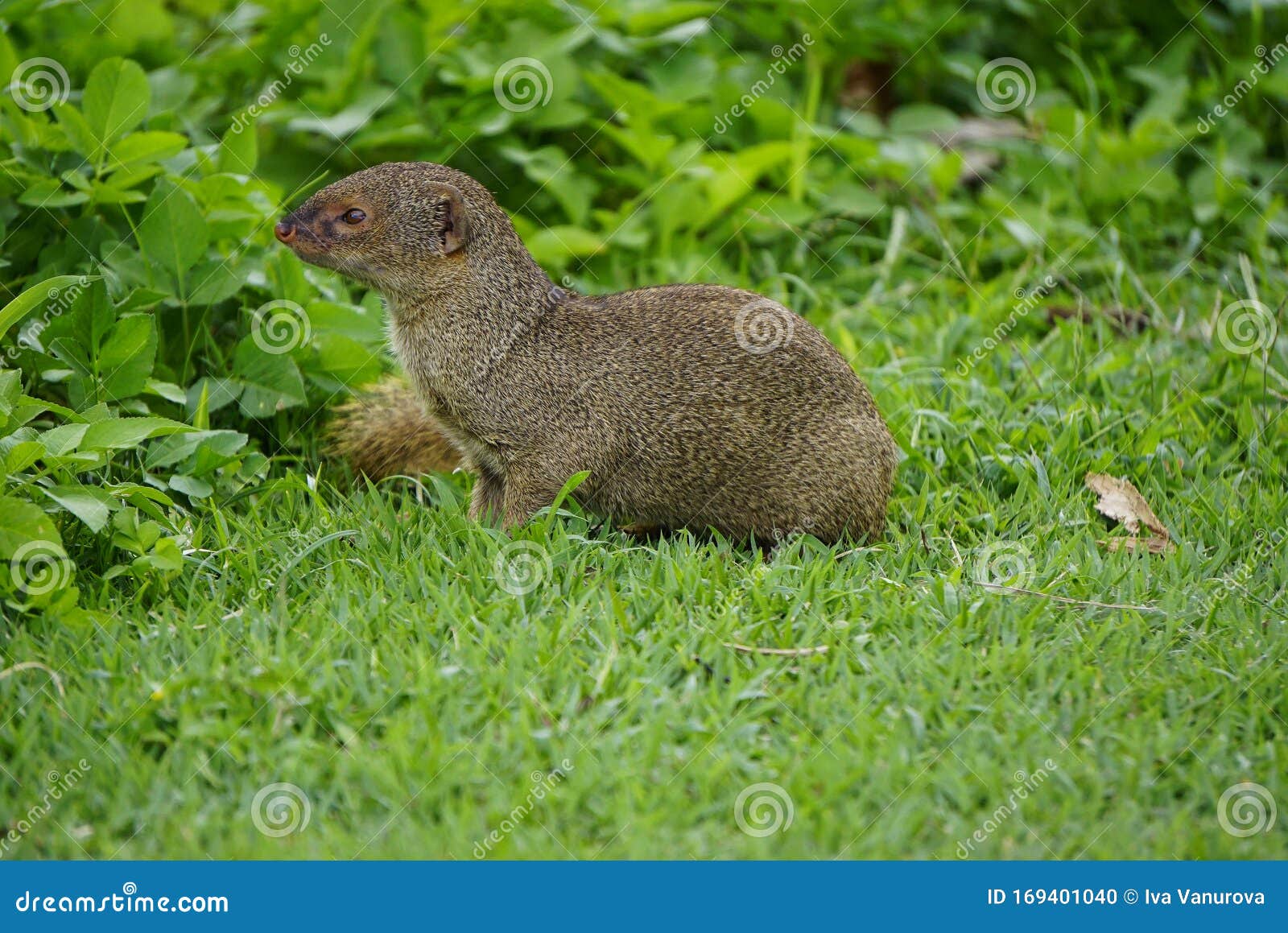 Mongoose stock photo. Image of wildlife, close, wilderness - 169401040