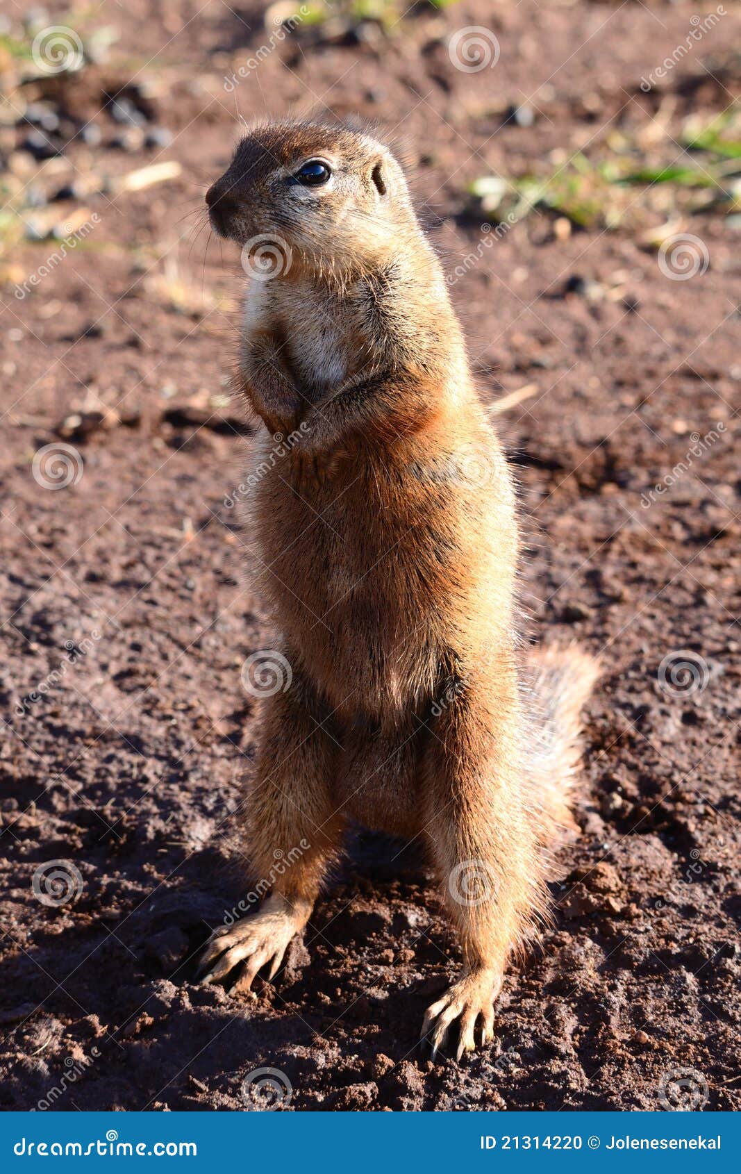 Mongoose squirrel stock photo. Image of africa, brown - 21314220