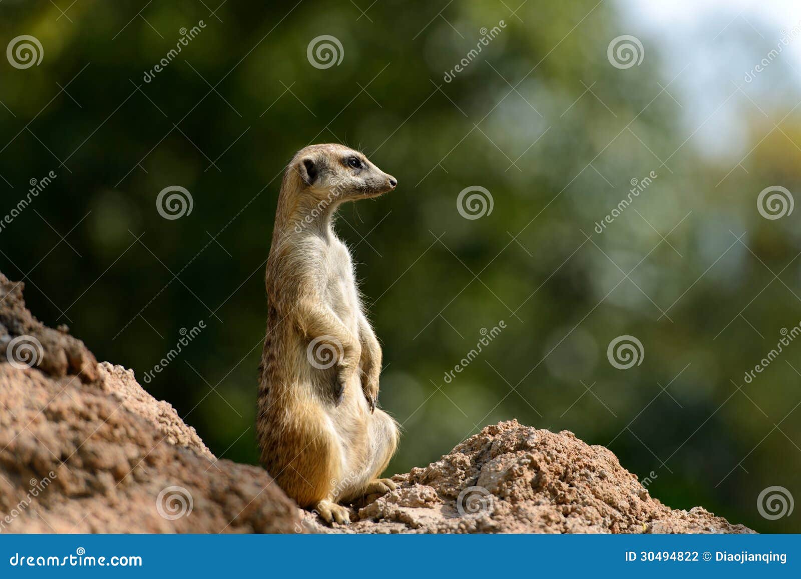 Mongoose stock photo. Image of profile, standing, fauna - 30494822