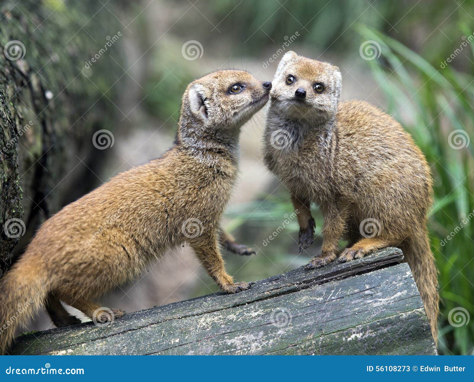 Mongooses stock image. Image of african, brown, wild - 56108273