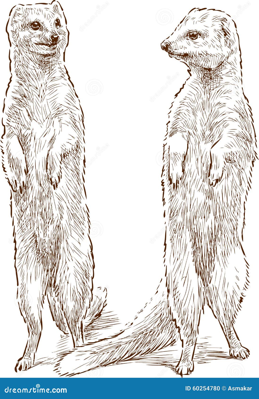 Mongooses stock vector. Illustration of pair, hand, drawn - 60254780