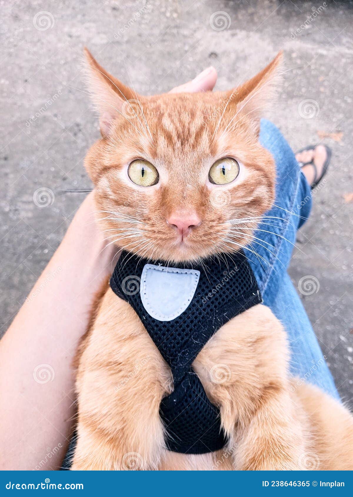 Mongrel disgruntled cat stock image. Image of kitty - 238646365