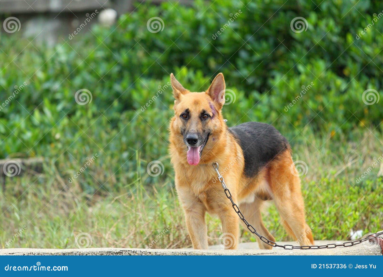 Mongrel dog stock photo. Image of help, depressed, cute - 21537336
