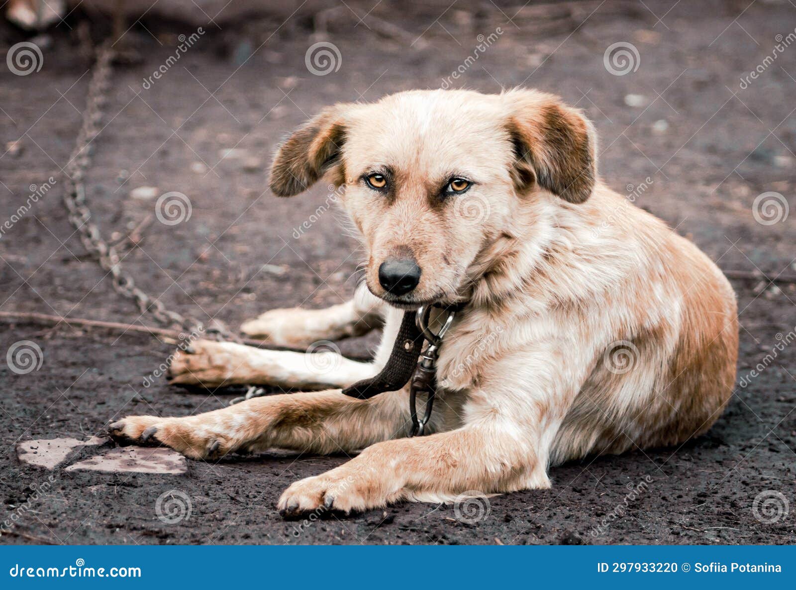 Mongrel Dog on a Chain in a Farm Stock Photo - Image of supervise ...