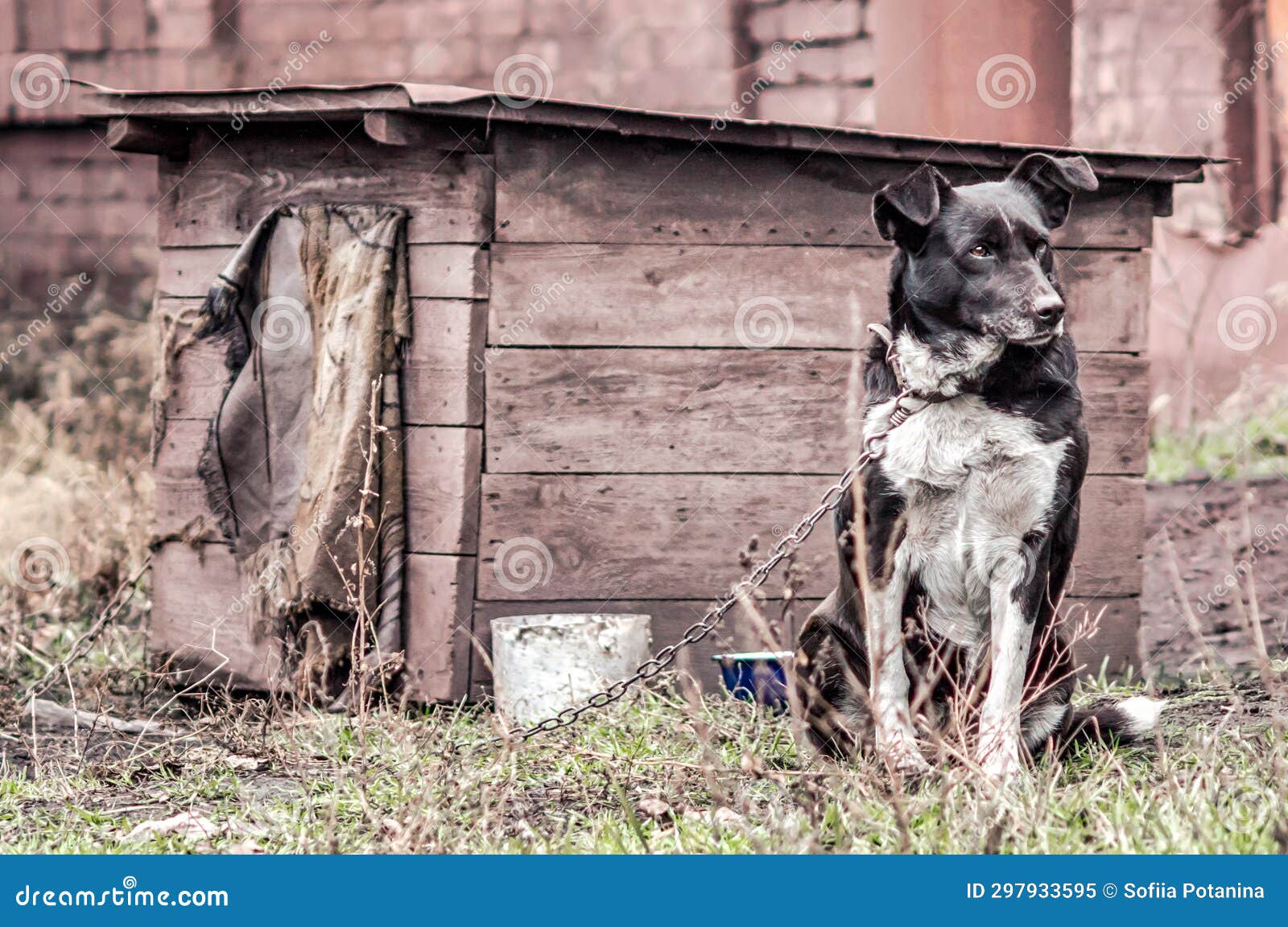 Mongrel Dog on a Chain in a Farm Stock Image - Image of mutt, housedog ...