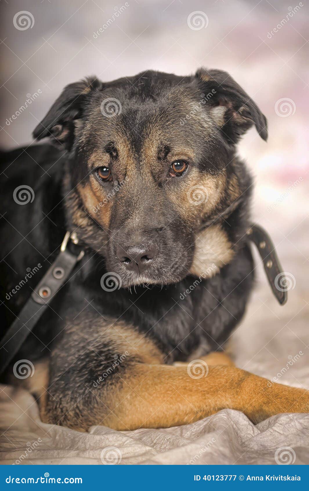 Mongrel dog stock image. Image of cross, domesticated - 40123777
