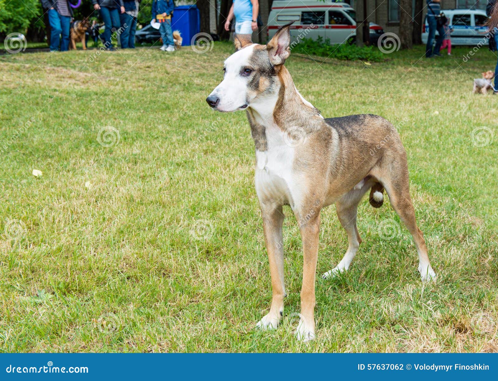 Mongrel dog. stock photo. Image of grass, exhibition - 57637062