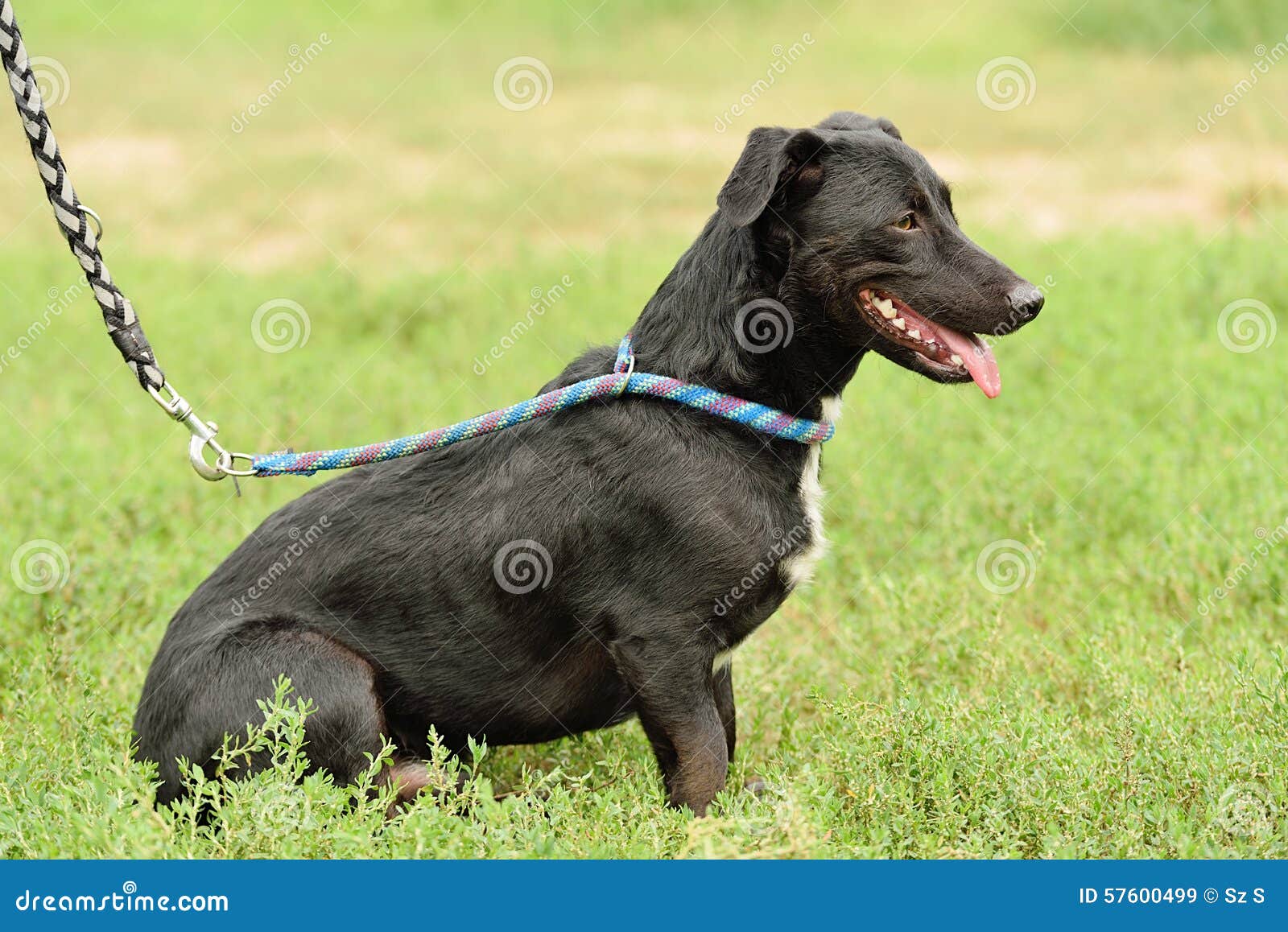 Mongrel dog in the green stock image. Image of mammal - 57600499