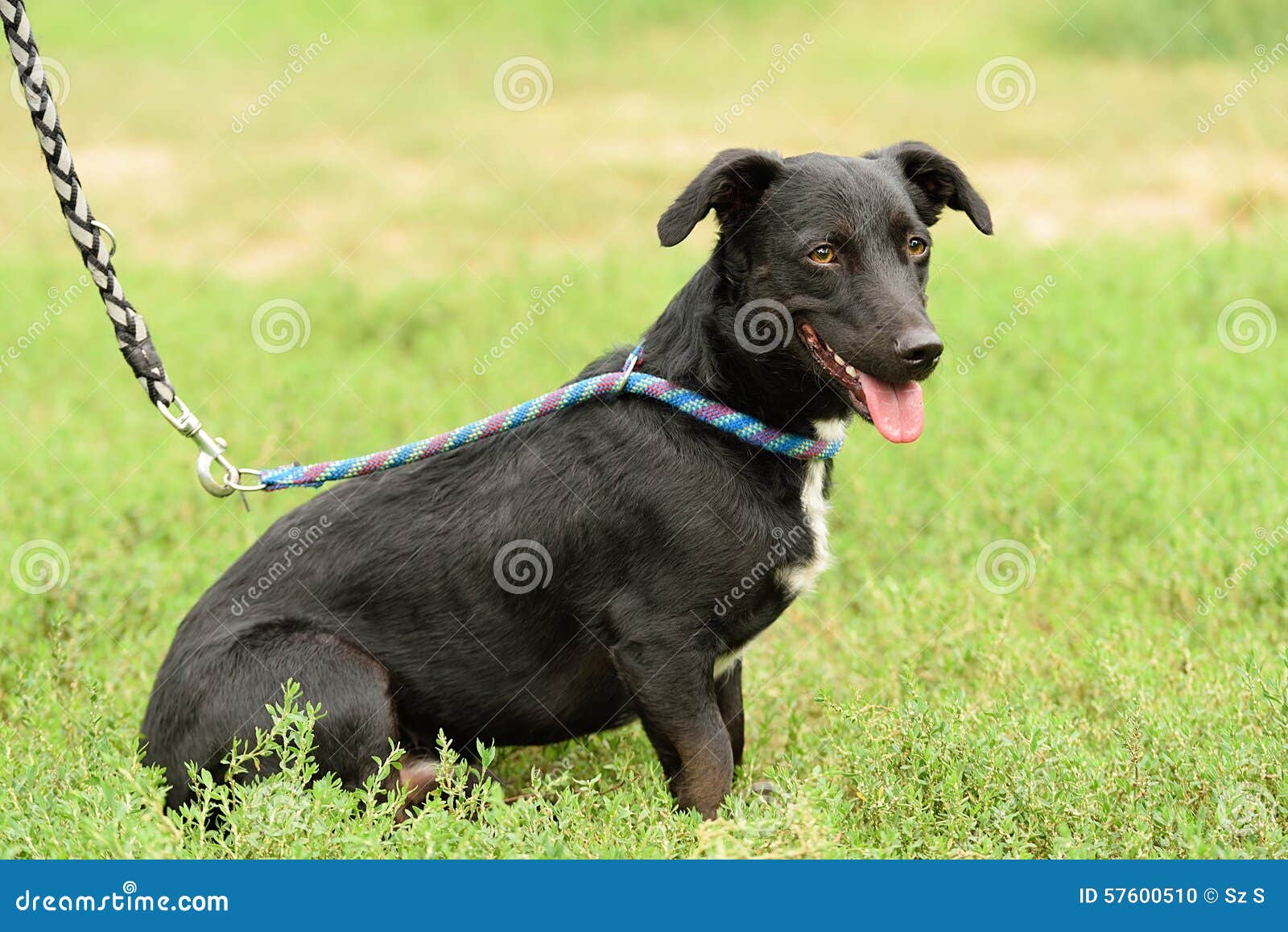 Mongrel dog in the green stock photo. Image of tranquil - 57600510