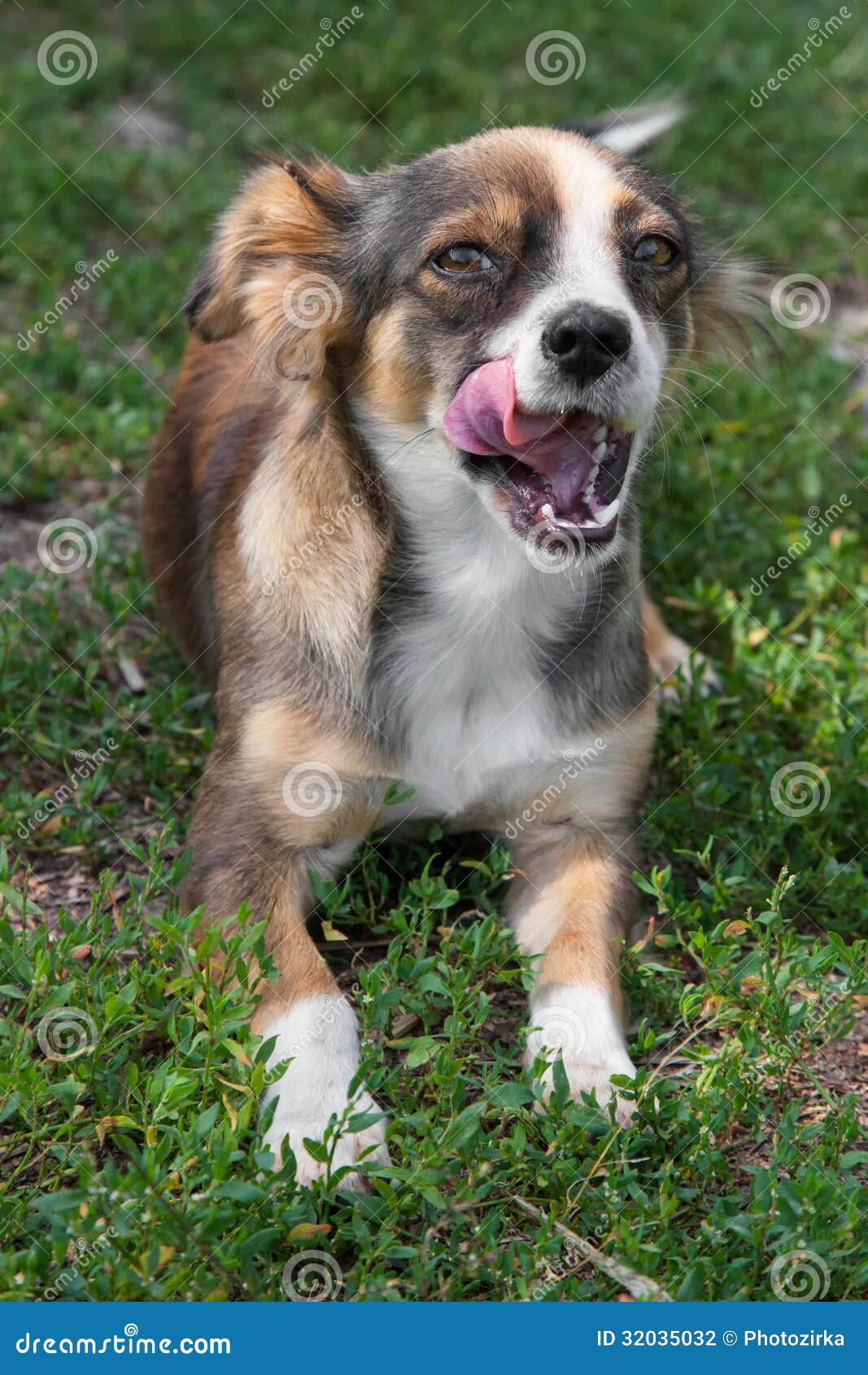 Mongrel dog stock photo. Image of love, grass, mature - 32035032
