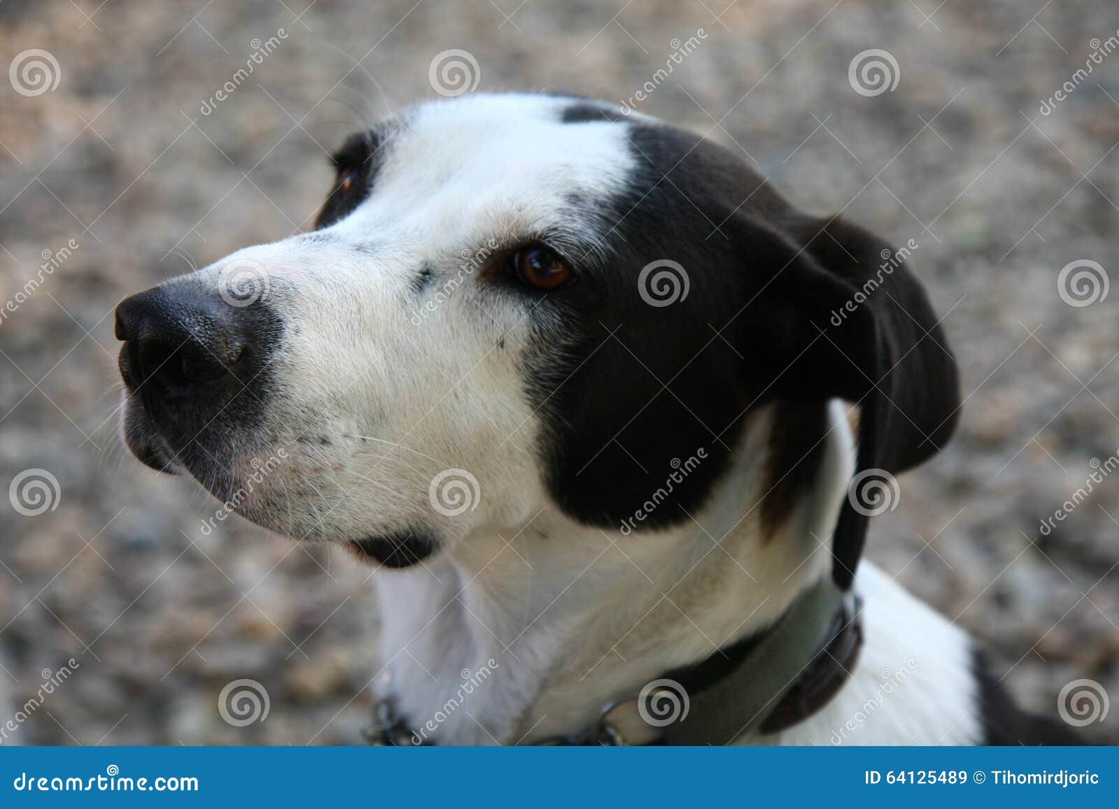 Mongrel dog portrait stock image. Image of posing, loyality - 64125489