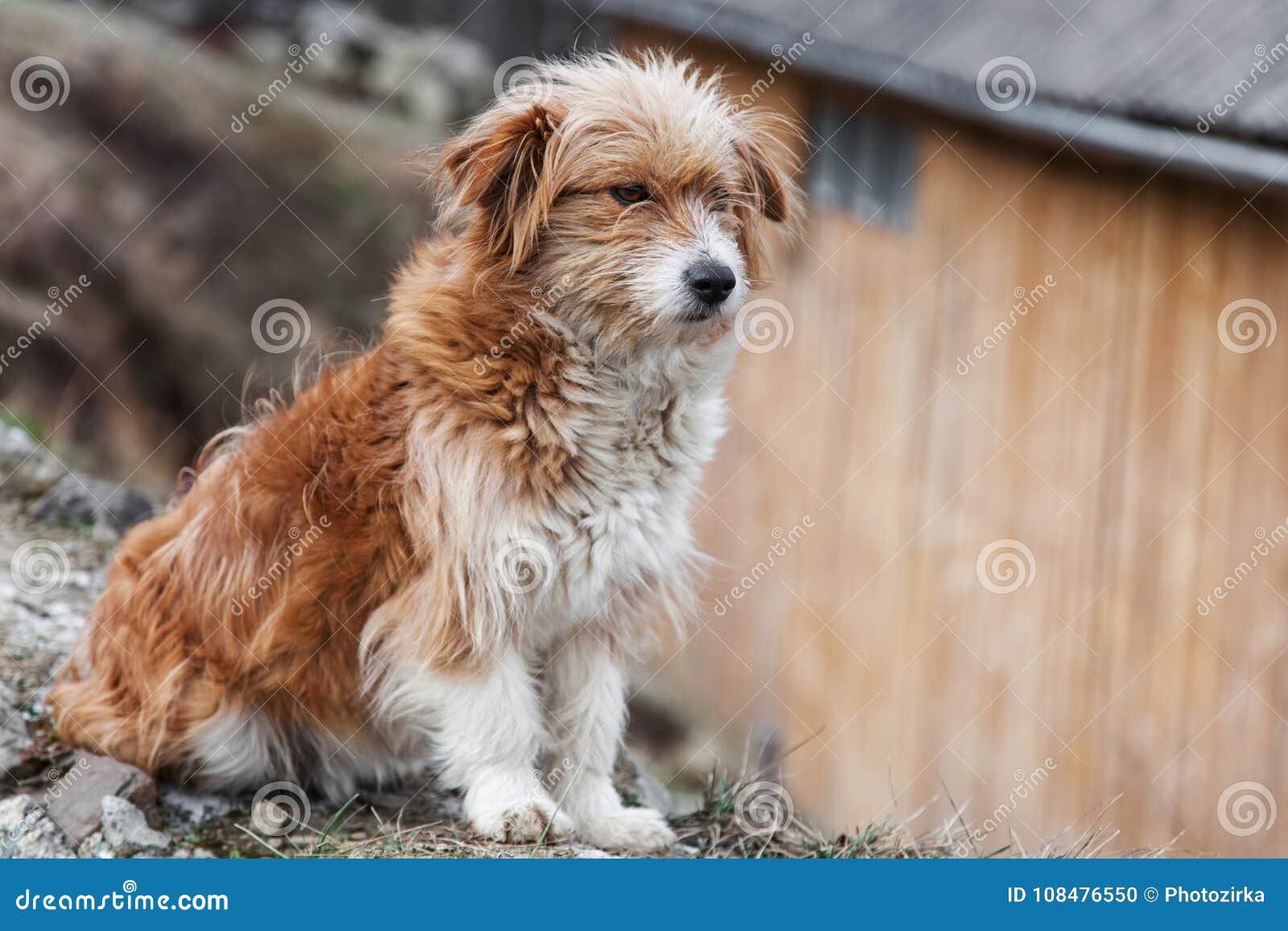 Mongrel dog outdoors stock photo. Image of protection - 108476550