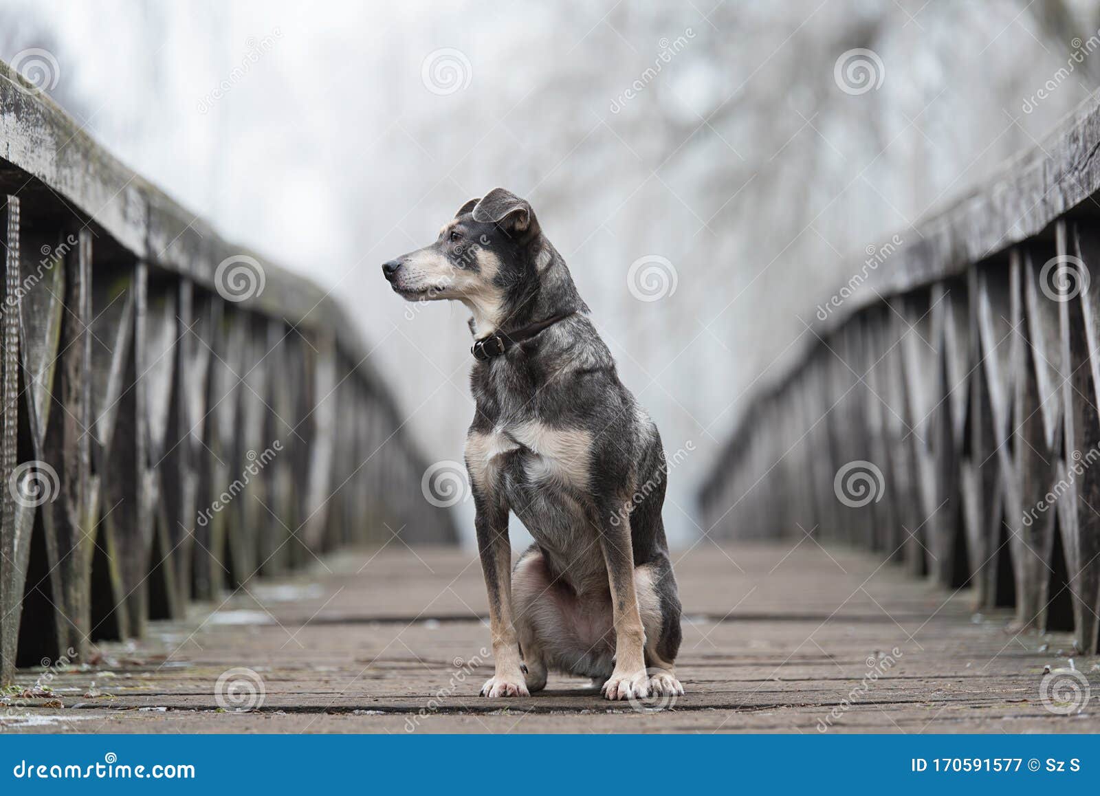 Dog Sitting on a Wooden Bridge Stock Image - Image of adorable, friend ...