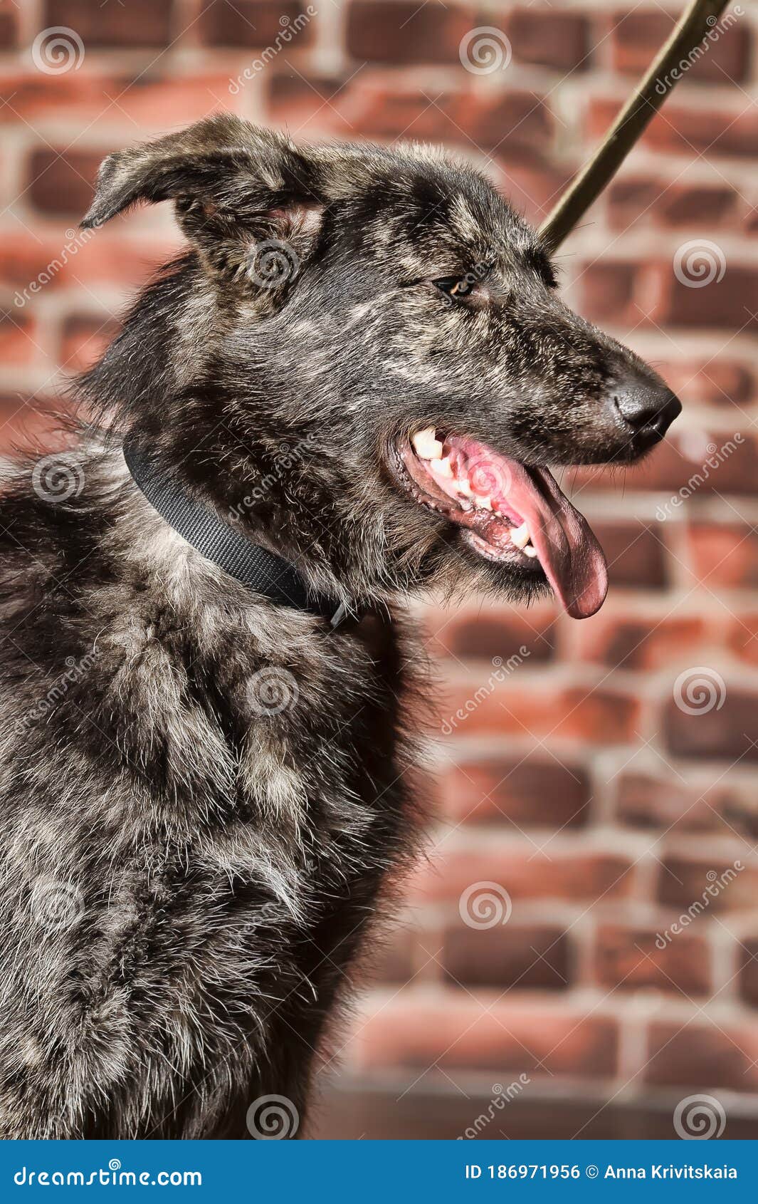Mongrel dog in studio stock photo. Image of mixed, adorable - 186971956