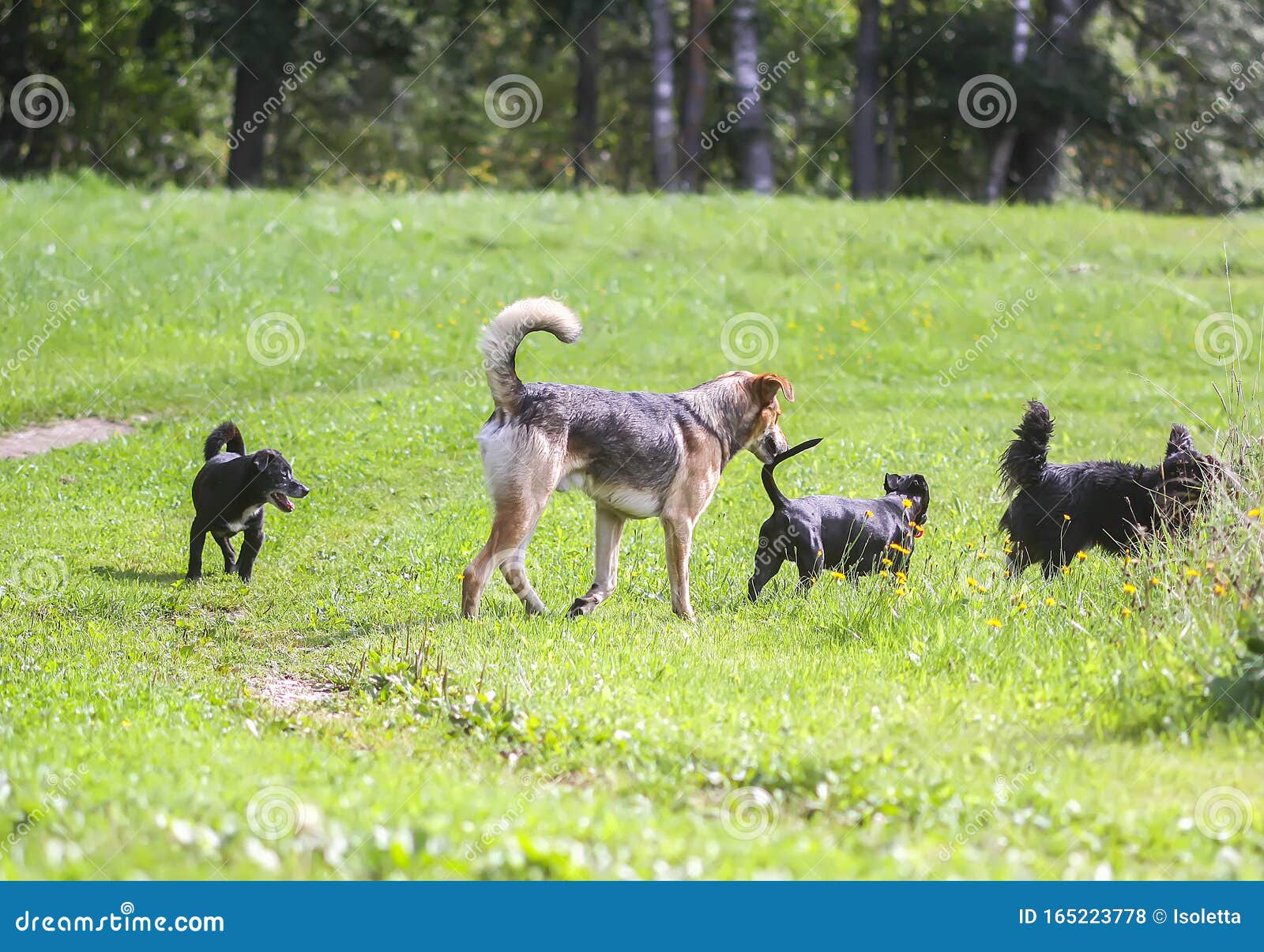 Mongrel Dogs in Green Meadow in Countryside Stock Photo - Image of face ...