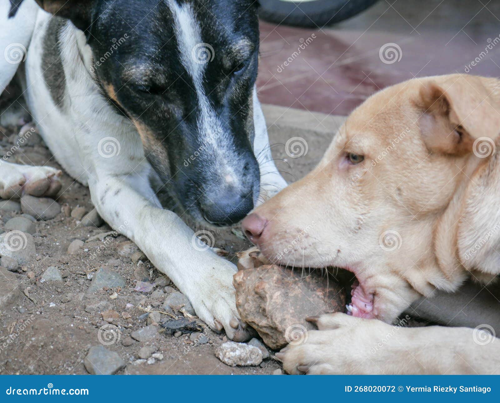 Mongrel Dogs Playing with a Rock Stock Photo - Image of head, canine ...