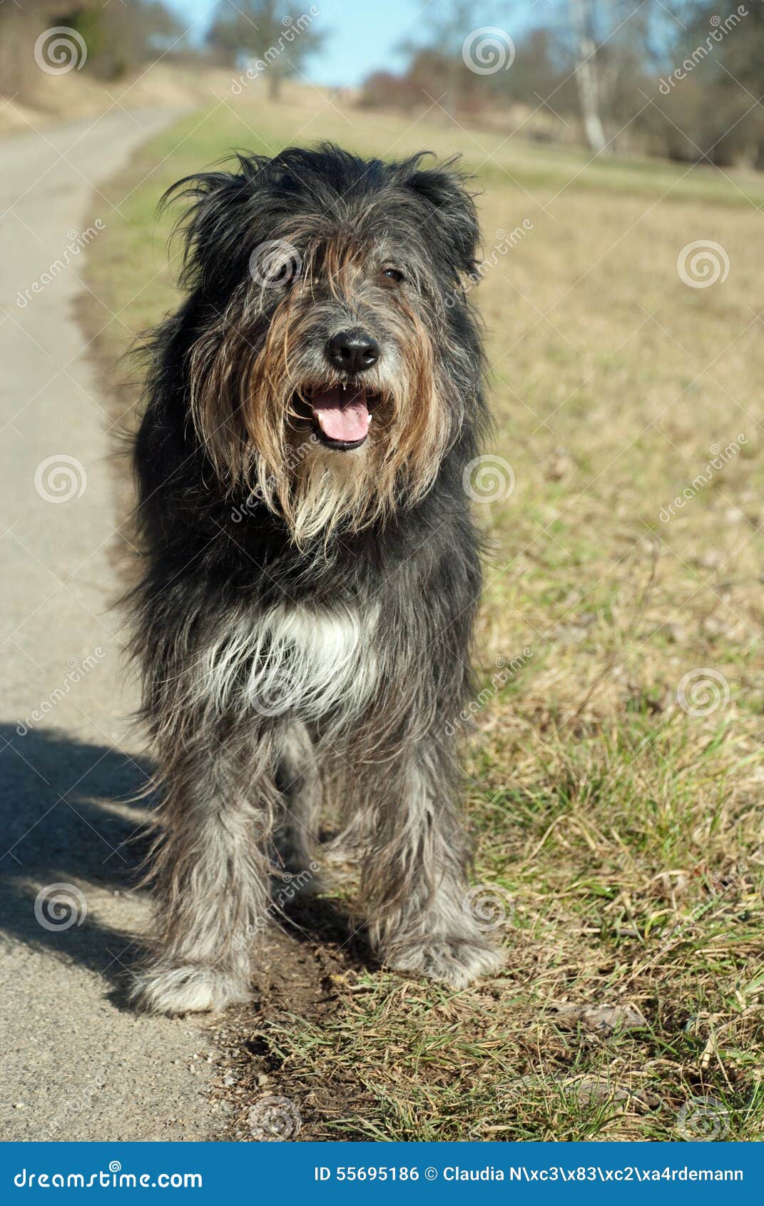 Mongrel stock photo. Image of house, playing, outside - 55695186