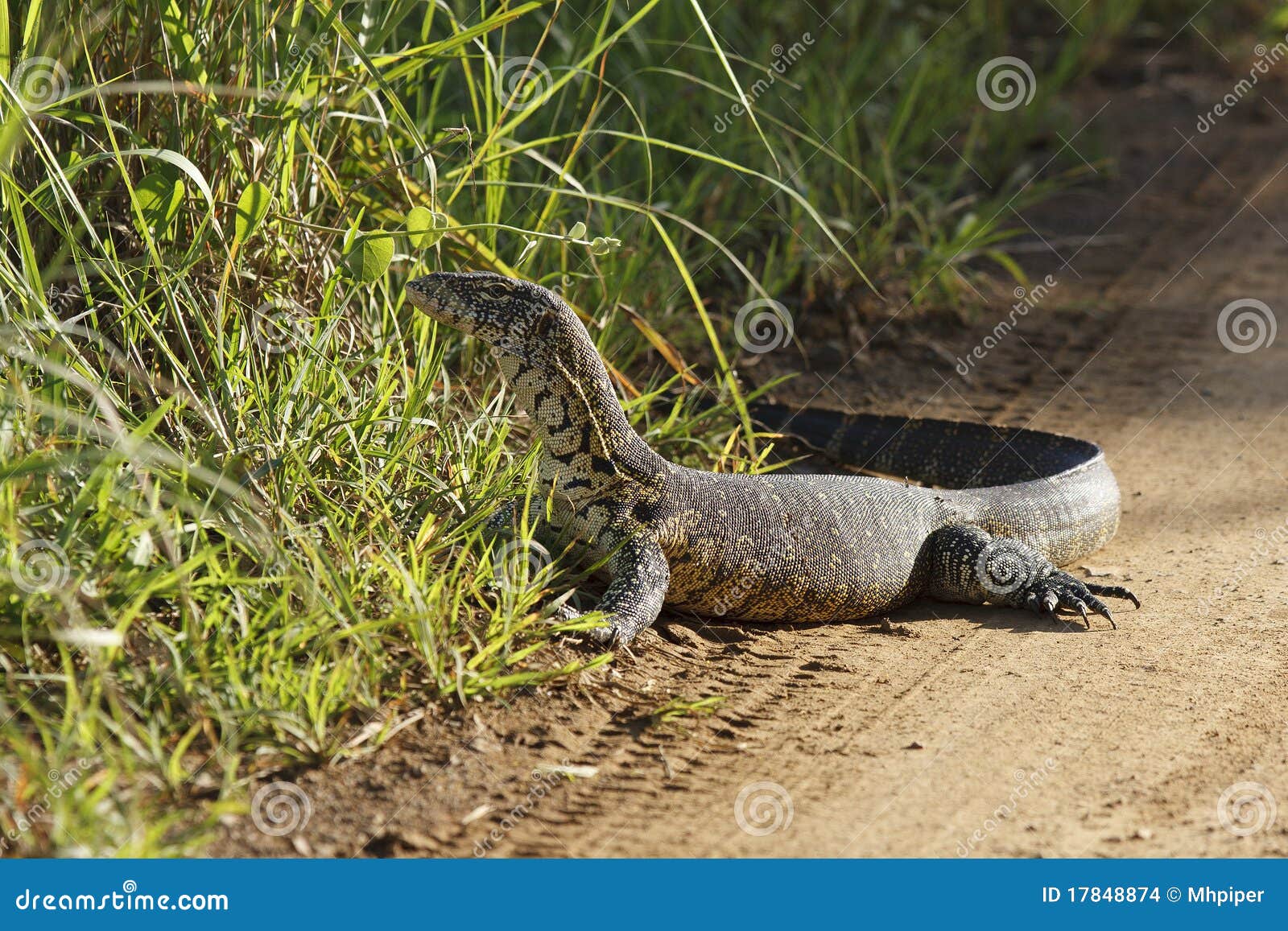 Moniter Lizard stock photo. Image of safari, lizard, reptile - 17848874