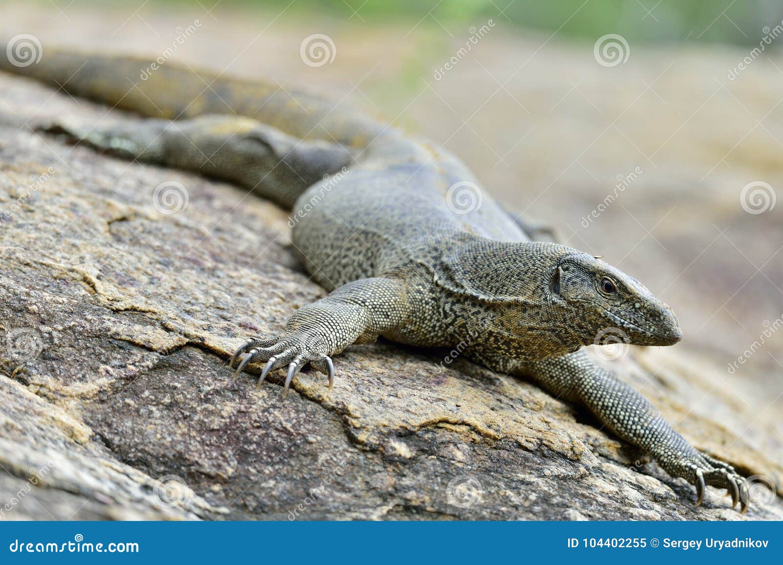 Moniteur Du Bengale Sur La Pierre Image stock - Image du animal ...