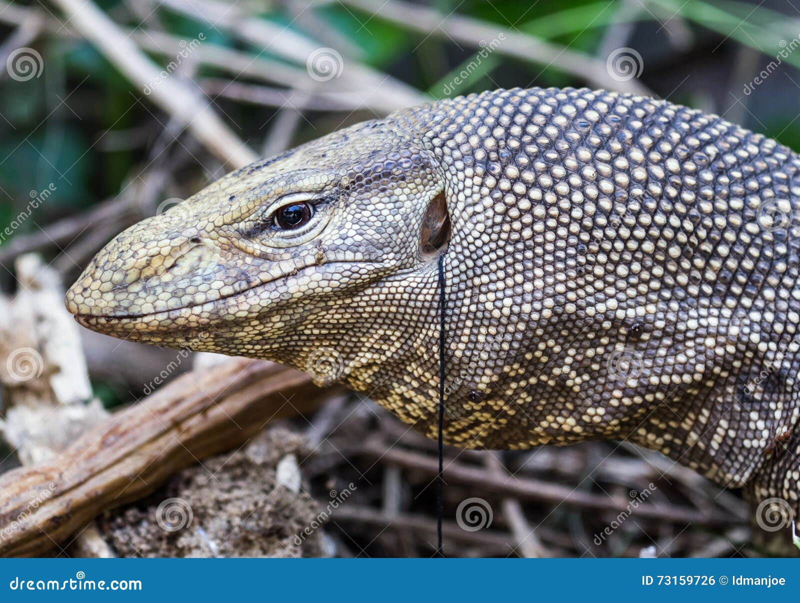 Monitir lizard stock photo. Image of bright, national - 73159726