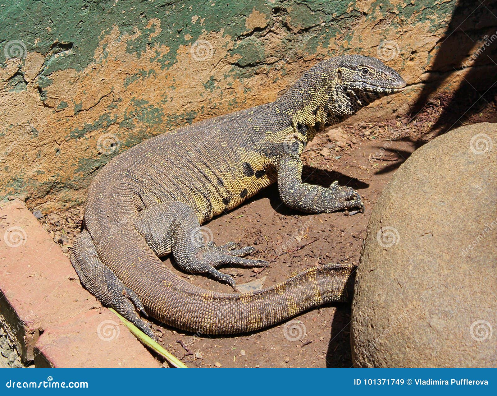 Monitor imagen de archivo. Imagen de animal, cubo, criatura - 101371749