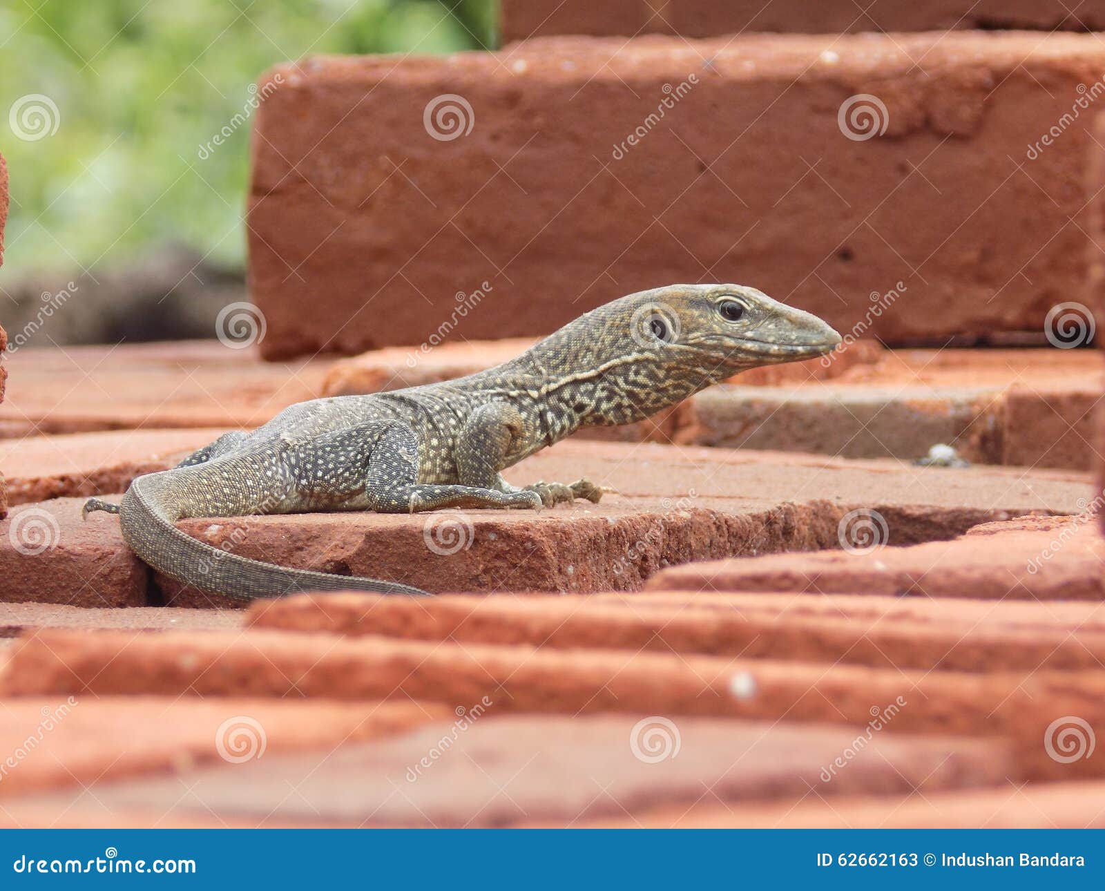 Monitor Da Terra (bengalensis Do Varanus) Imagem de Stock - Imagem de ...