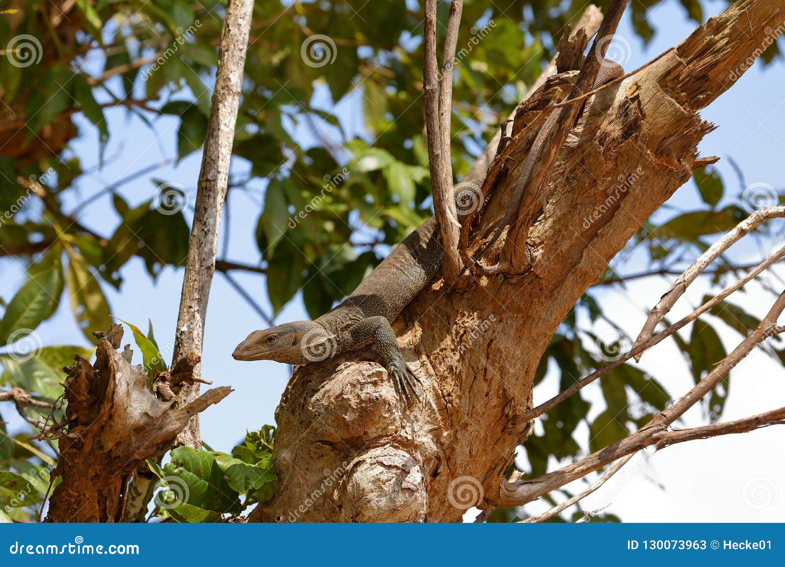 Monitor De Bengal Ou Monitor Da Terra Em Sri Lanka Imagem de Stock ...