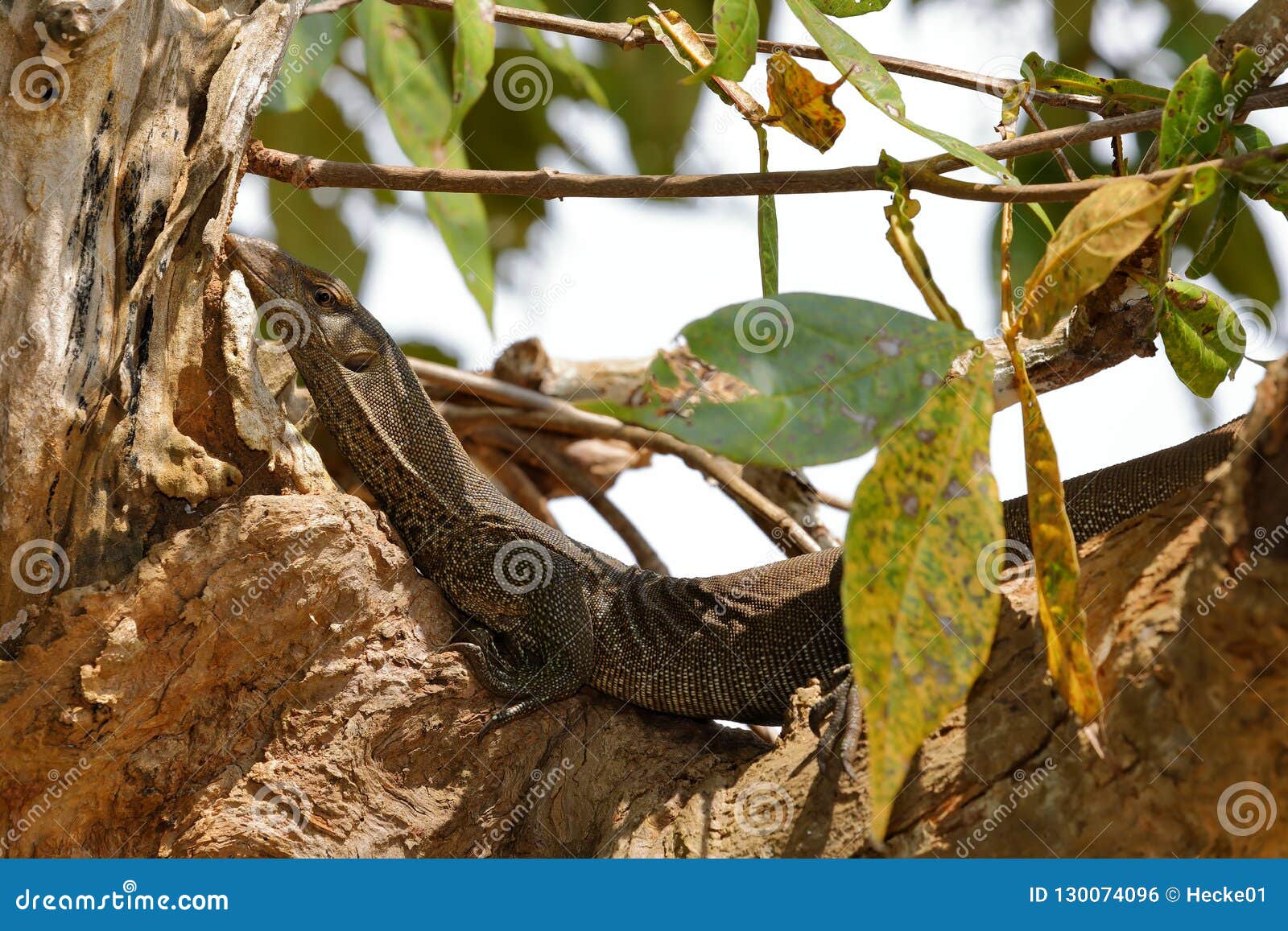 Monitor De Bengal Ou Monitor Da Terra Em Sri Lanka Foto de Stock ...