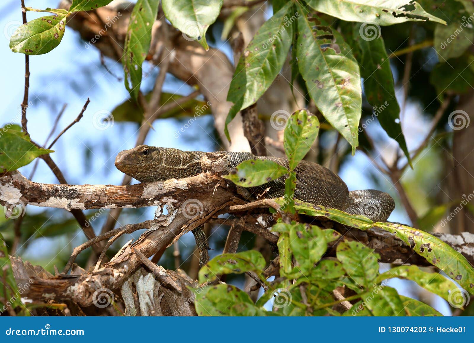 Monitor De Bengal Ou Monitor Da Terra Em Sri Lanka Foto de Stock ...
