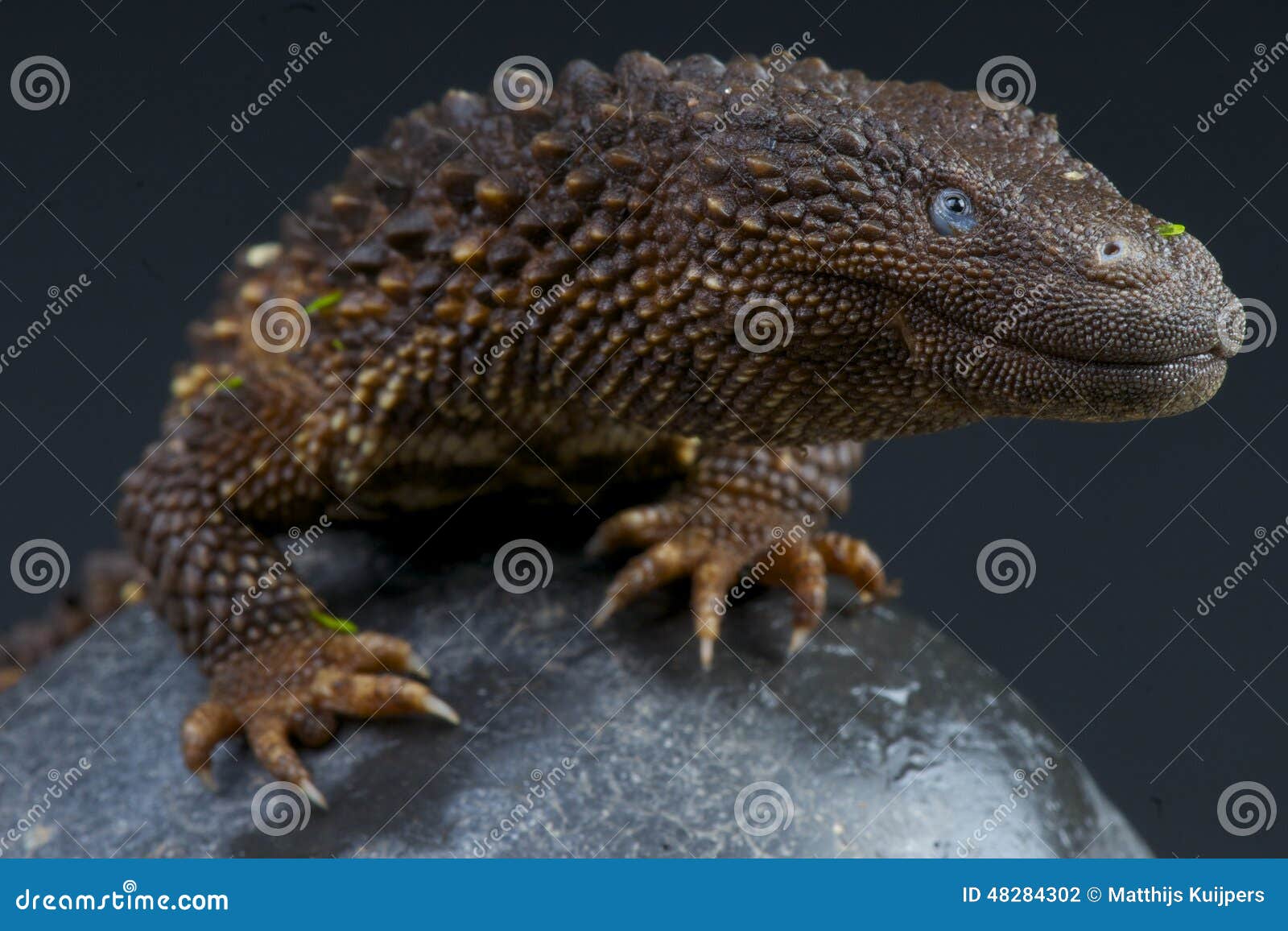 Monitor De Bornéu/borneensis De Lanthanotus Earless Foto de Stock ...