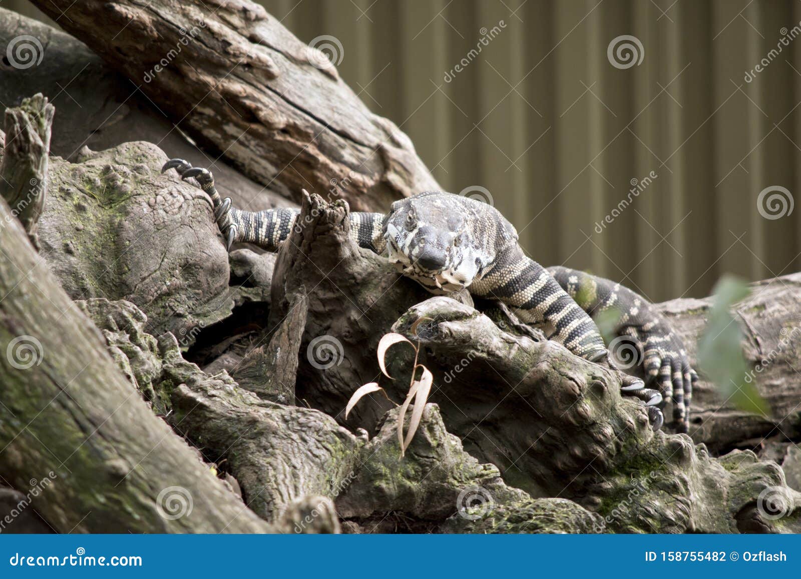 The Lace Lizard is Climbing Up a Tree Stock Photo - Image of dragon ...