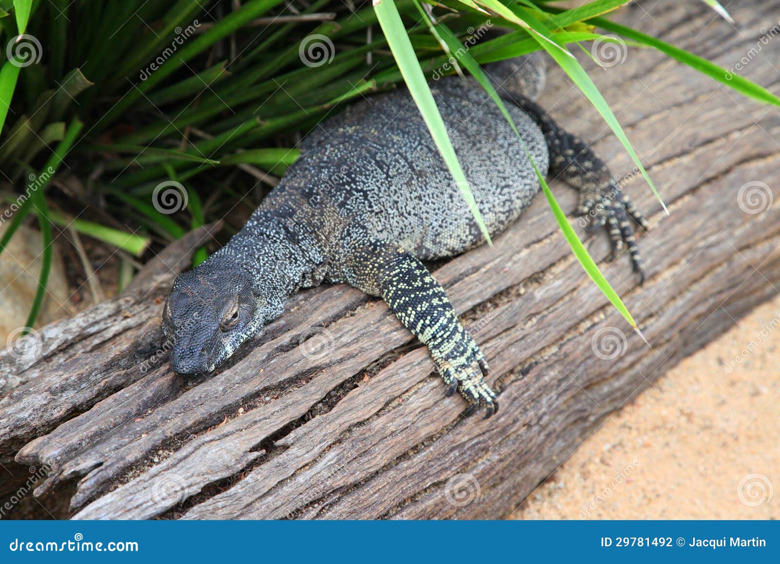 Lace monitor stock photo. Image of blooded, look, claws - 29781492