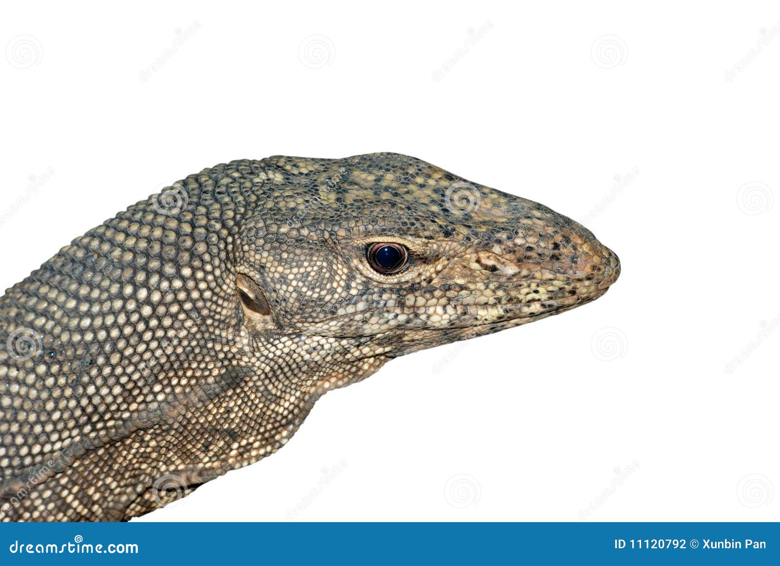 Monitor lizard stock photo. Image of exotic, animal, head - 11120792