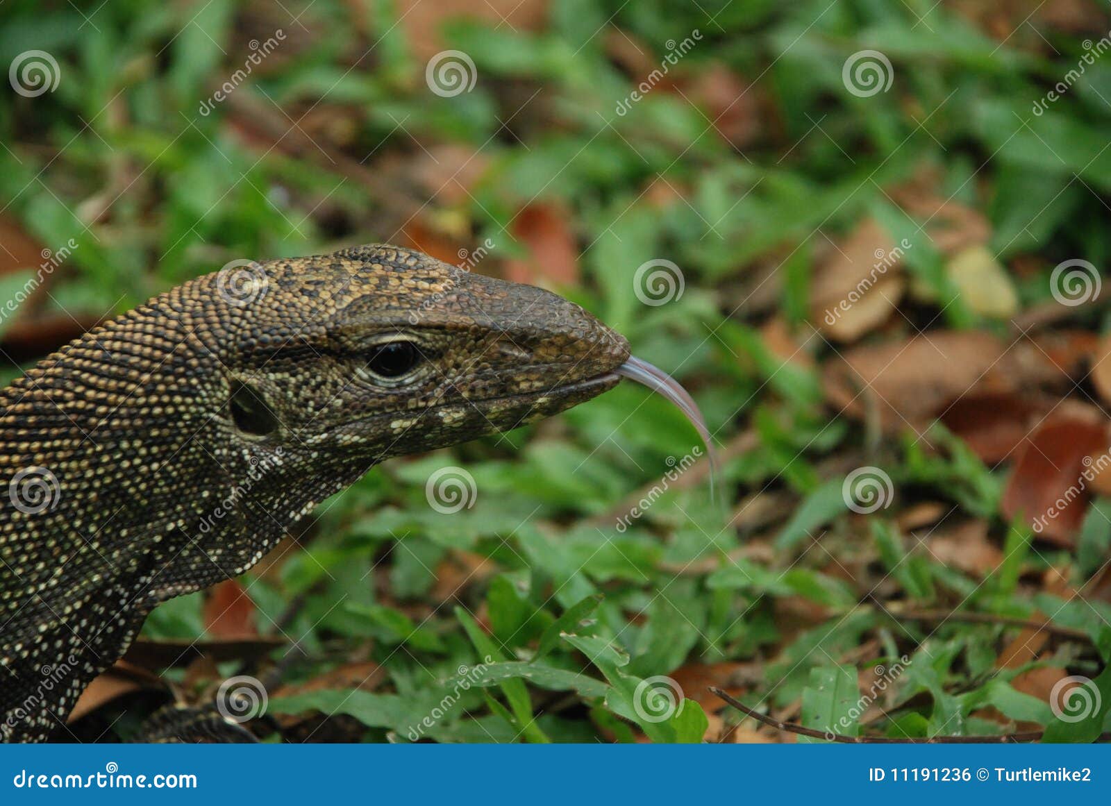 Monitor lizard stock photo. Image of scaly, pink, monitor - 11191236