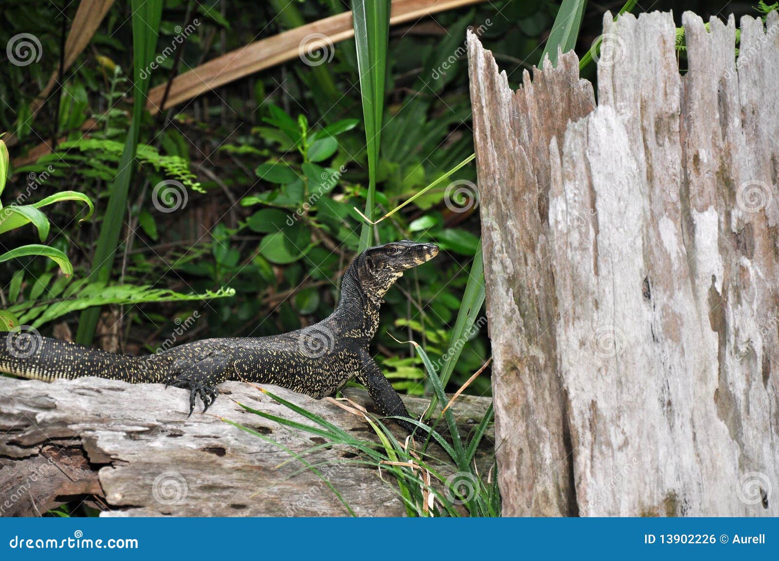 Monitor lizard stock photo. Image of park, dangerous - 13902226