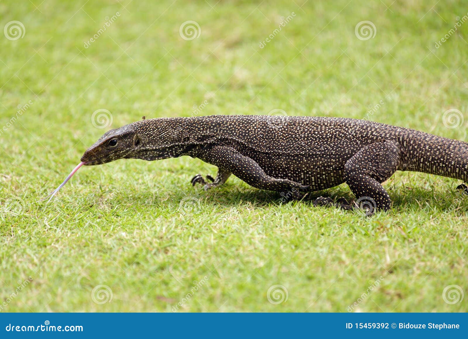Monitor lizard stock photo. Image of animal, dragon, wild - 15459392