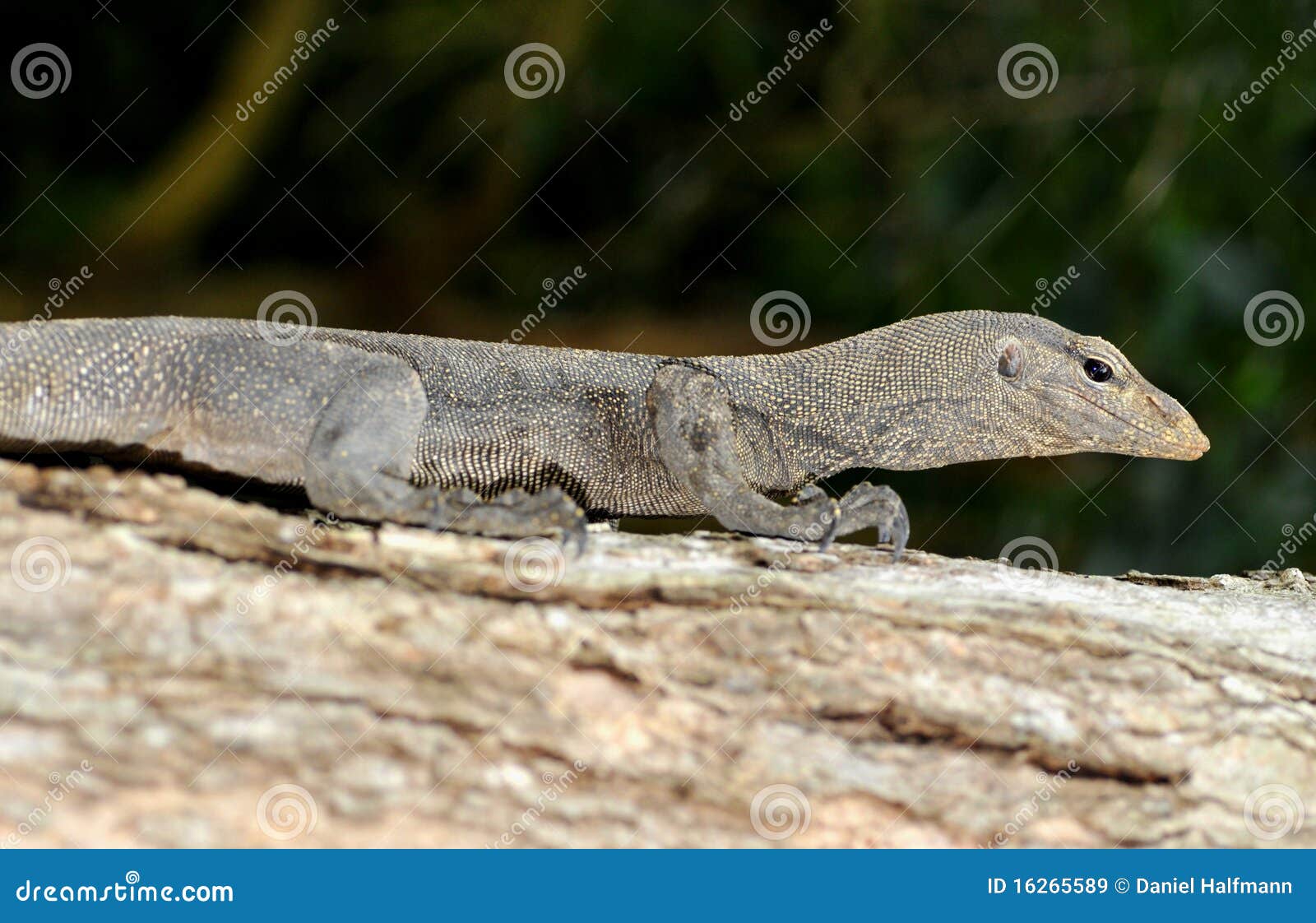 Monitor lizard stock image. Image of lizard, gecko, banded - 16265589