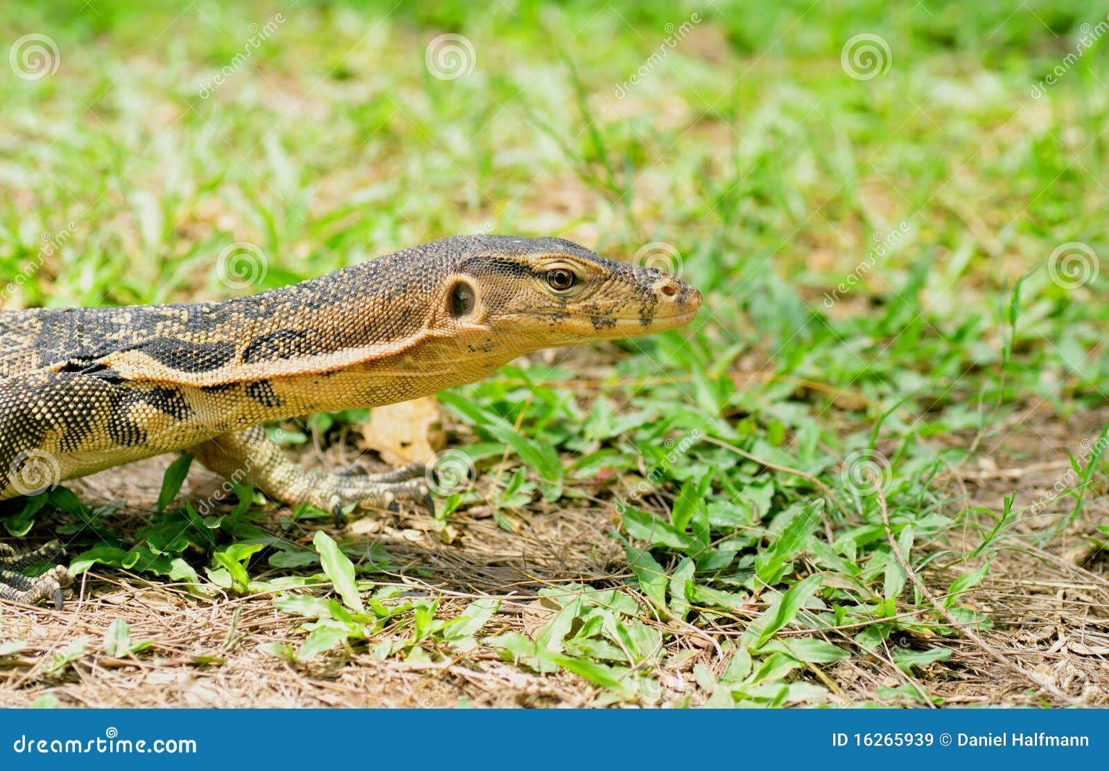 Monitor lizard stock image. Image of terrarium, salvator - 16265939