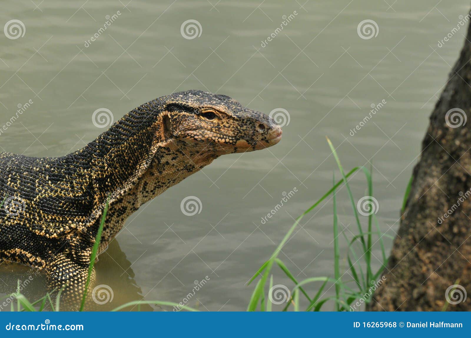 Monitor lizard stock photo. Image of monitor, snack, dragon - 16265968