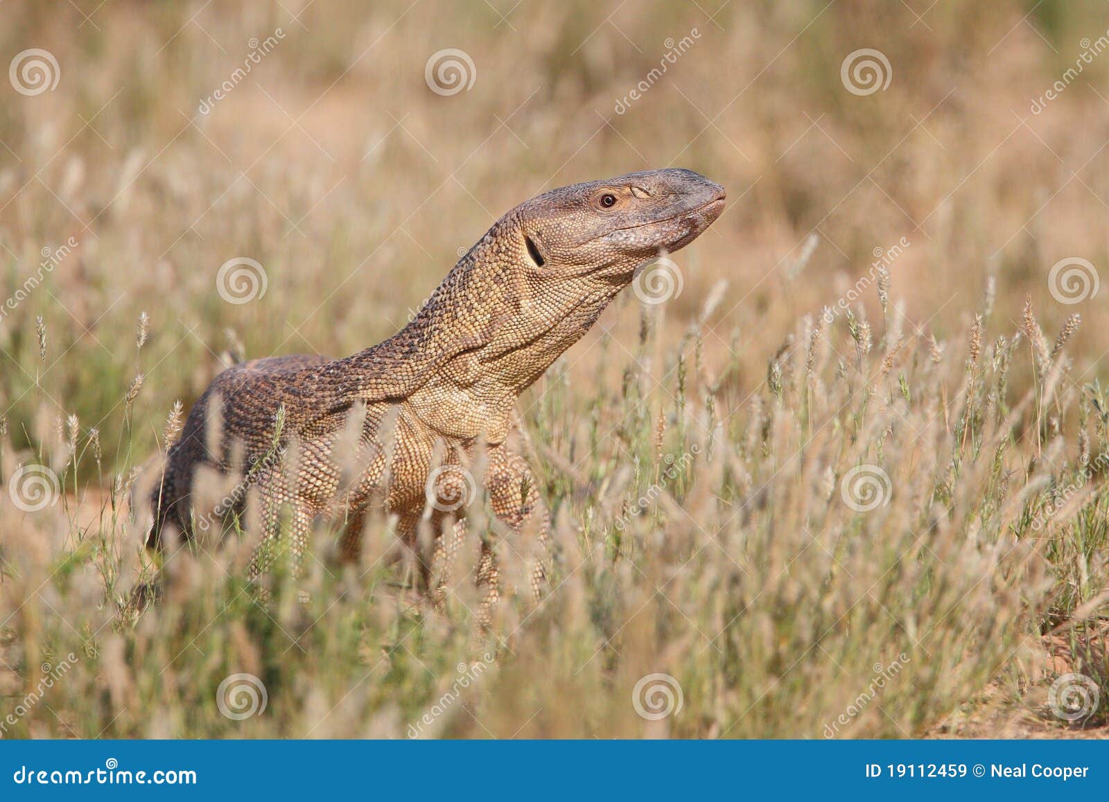 Monitor Lizard stock image. Image of kalahari, reptile - 19112459